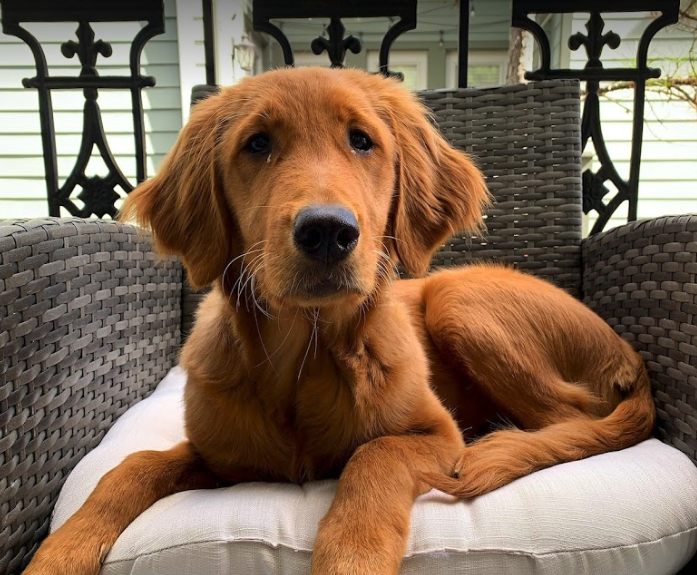 Good Vibes Dog Training