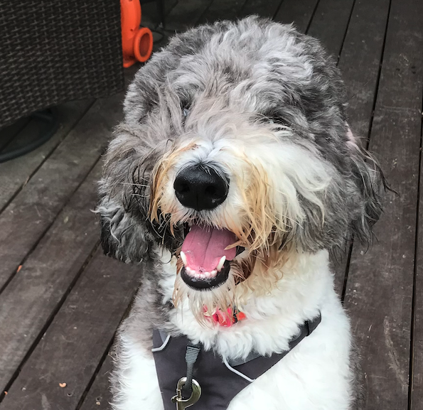 Good Vibes Dog Training