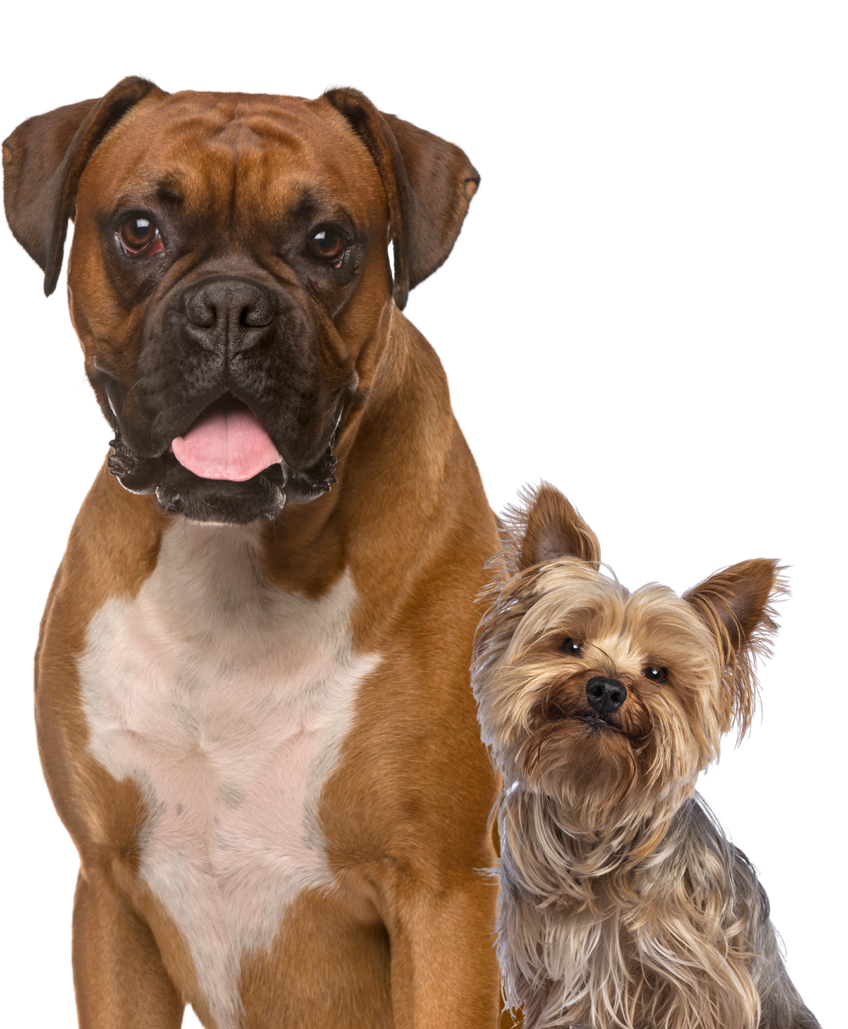 Good Vibes Dog Training